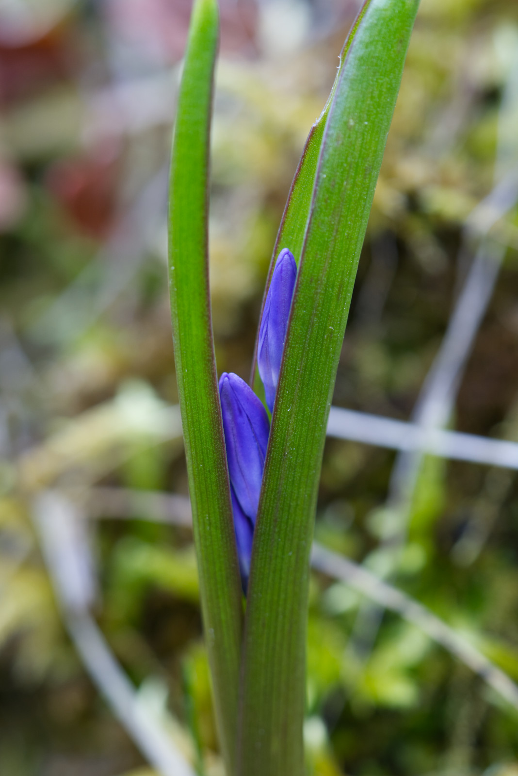 Blüte – form.at